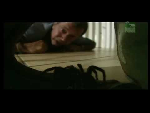 Funnel Web Spiders HD