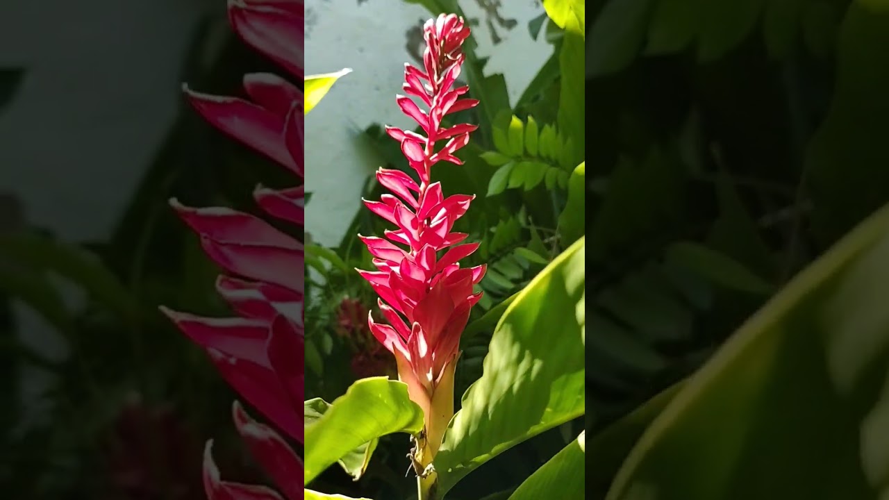 Alpinia purpurata, Red ginger 🙂🌸 ,..#alpinia #houseplants #houseplantdiary #plantshorts #plantlife
