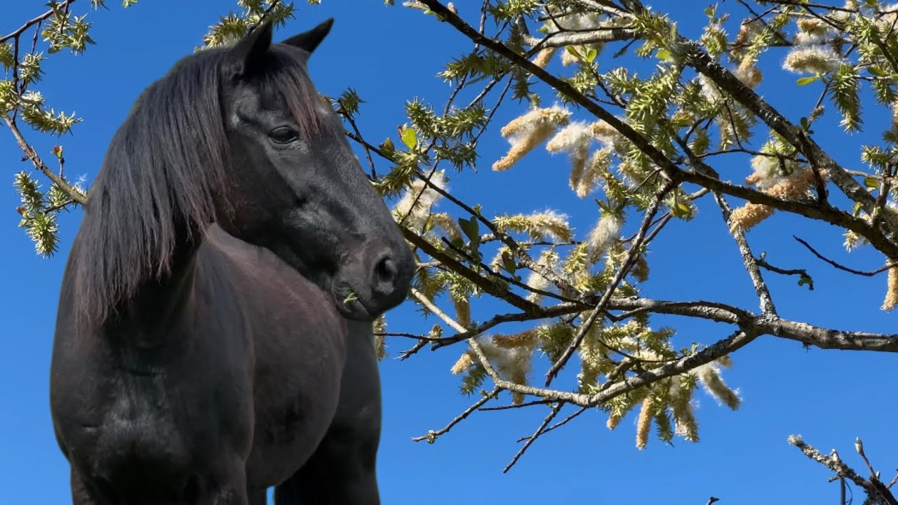 A vet update & Calm Spring Day On The Farm… 