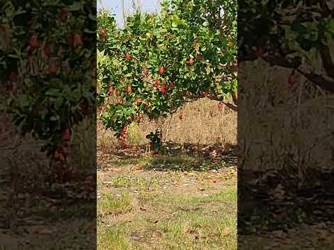 #video #videosvirais #viral #viralvideo OLHA A CARGA DESSE PÉ DE CAJÚ