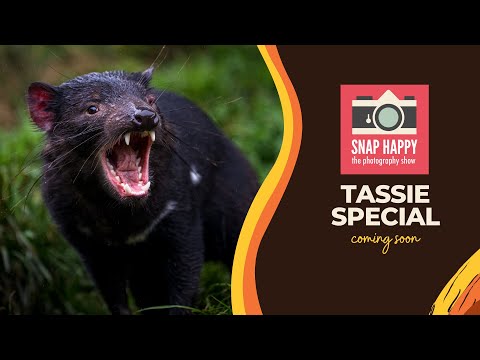 Tassie Special // Preview