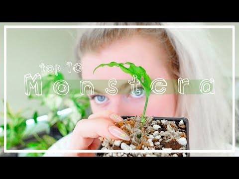 Top 10 Monstera For Your Houseplant Wishlist!