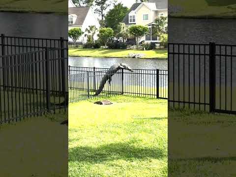 Alligator Caught Struggling to Climb Over Fence
