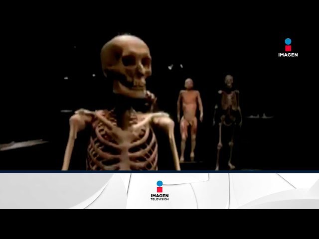 Our Body Exhibition in CDMX 2024; when, where and how much does it cost ...