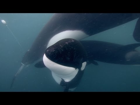 Orca Packs Create Waves to Knock Seals off Ice – Sic Science