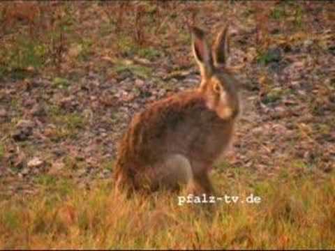 Wie Wildtiere mit der Hitze fertig werden | STRATEGIE NEWS