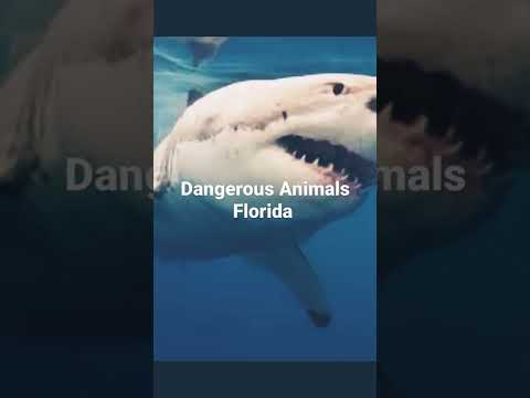 Dangerous Animals that live in Florida