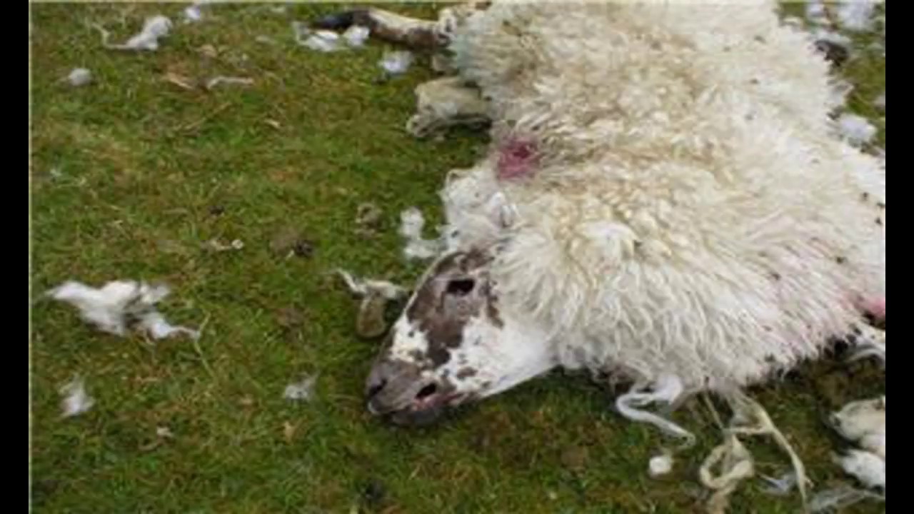 Bizarre Sheep Mutilations | Wales UK