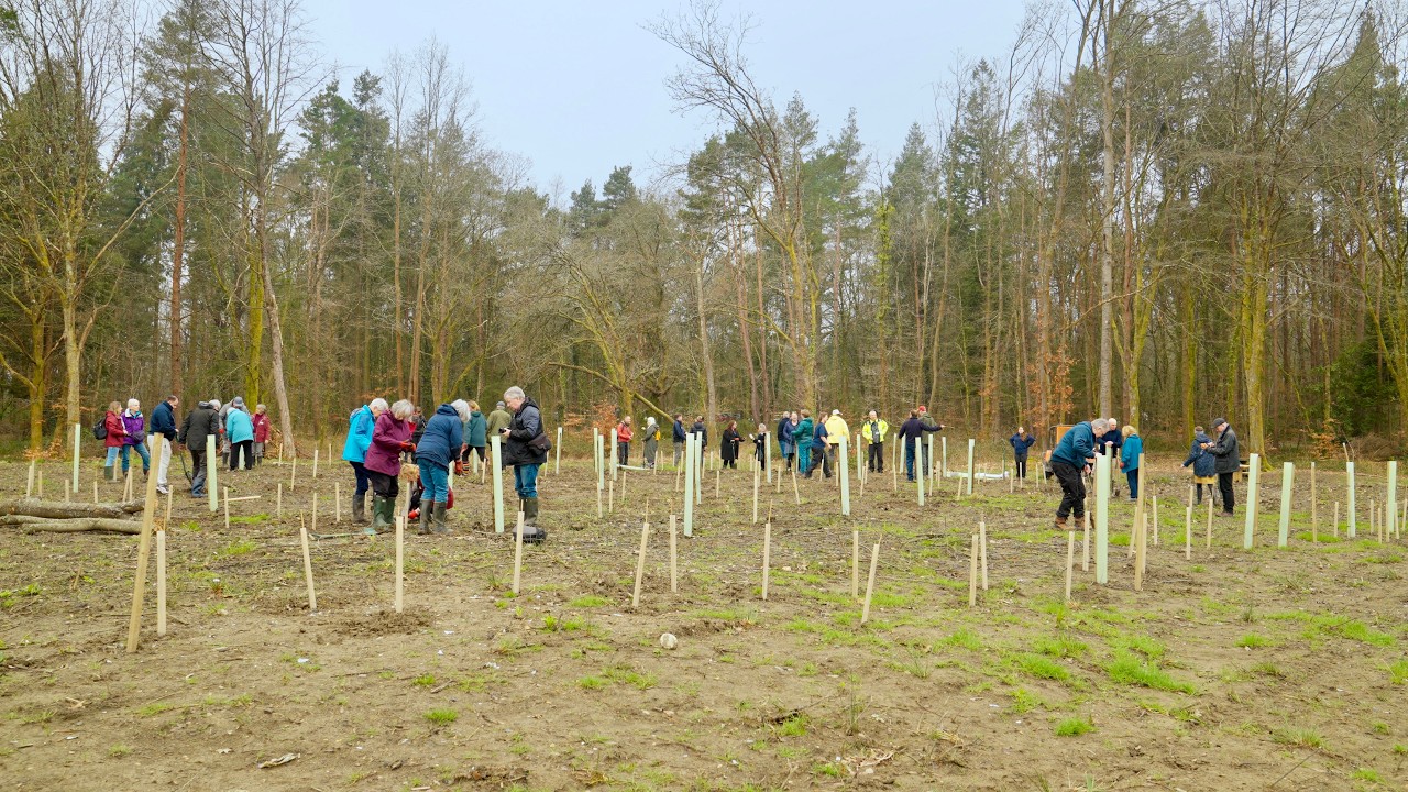 National Highways Community Trees Programme 2025/26 - Restoring Stover Park