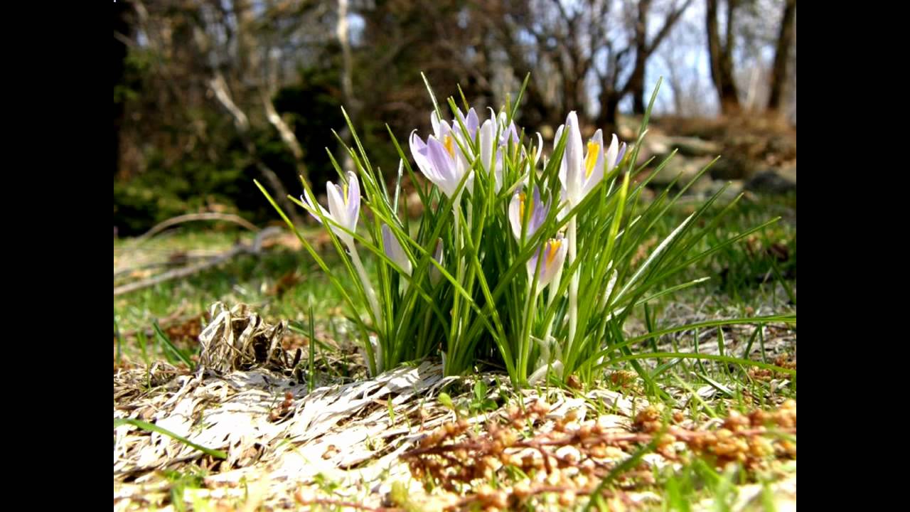 Crocus in bloom ~ Spring is coming in HD