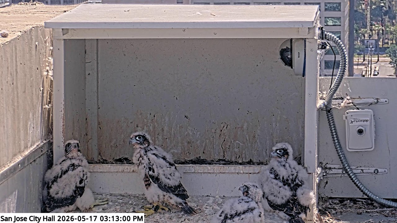 San José City Hall Peregrine Falcon Camera - Ledge