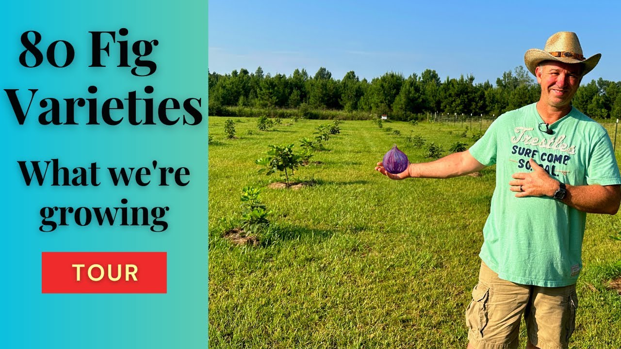 COMPLETE Fig Tour: Come see every variety we are growing!