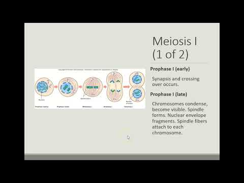 Bio 105 Meiosis Lecture