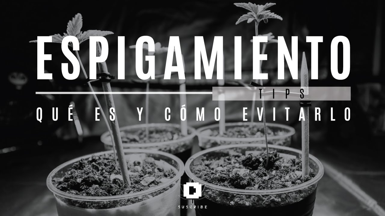 Qué es el Espigamiento y Cómo Evitarlo