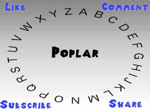How to Say or Pronounce Poplar