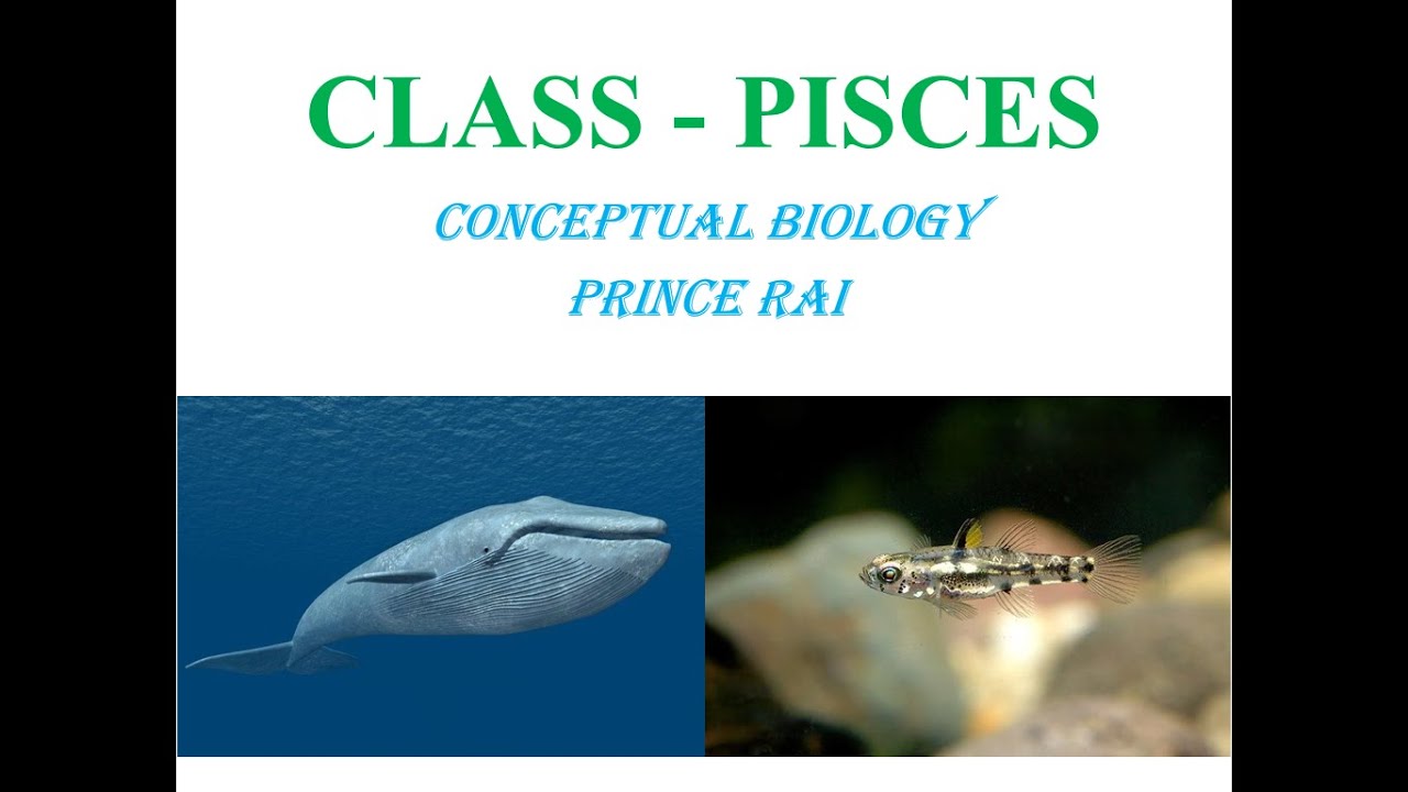 Super-Class : Pisces || General Characteristics ||
