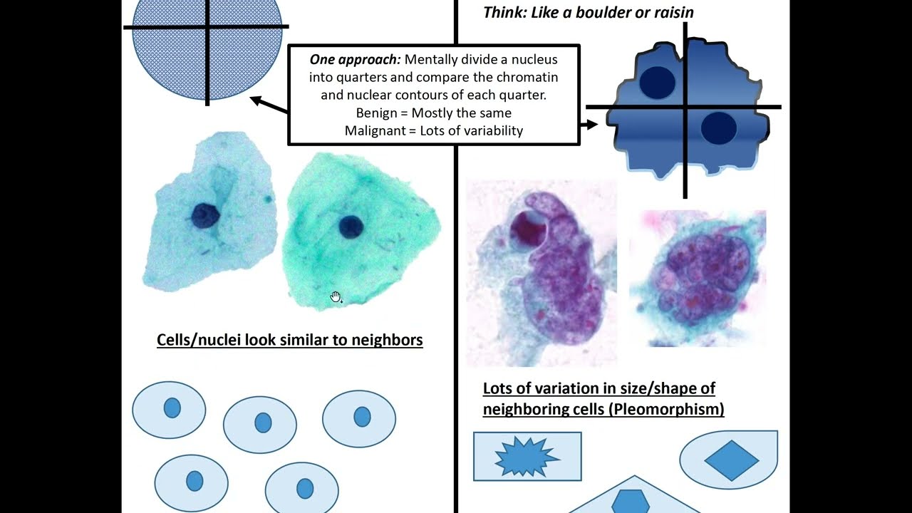 Cytology Basics: Kurt's Notes #pathagonia