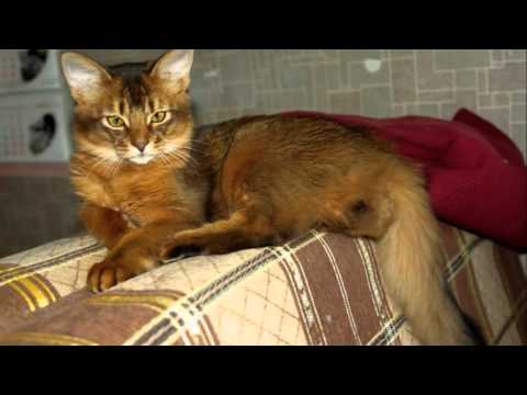 Photos of my cat breed Somali (cat)