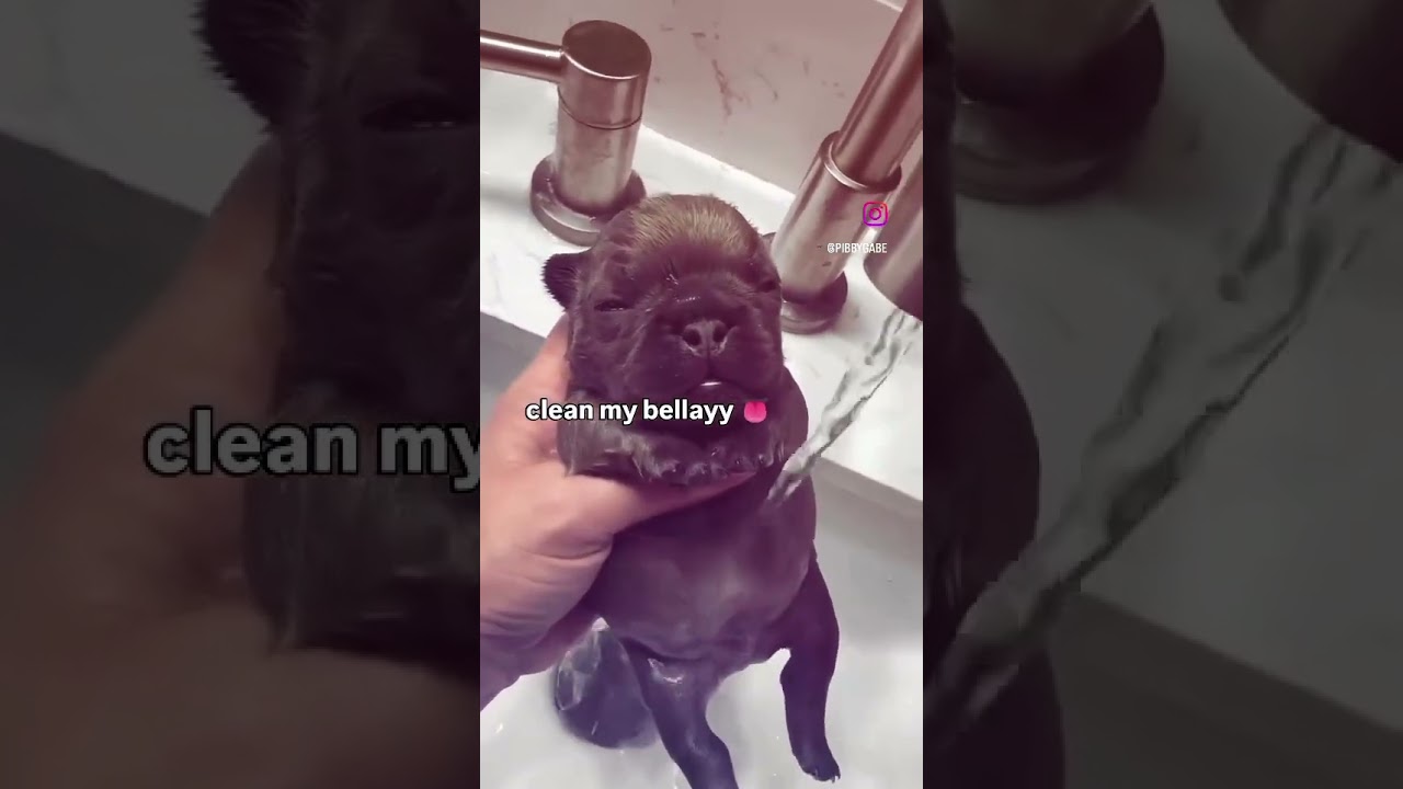 clean my bellay #pibble #meme