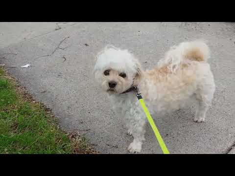 Peanut barking at a new BLM sign (Is my dog racist?)