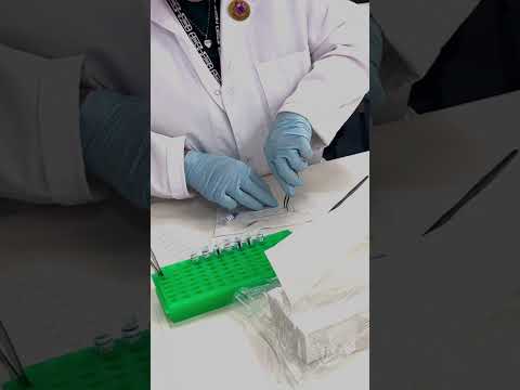 Meet Dr Rebecca McDougal - Scion Senior Scientist