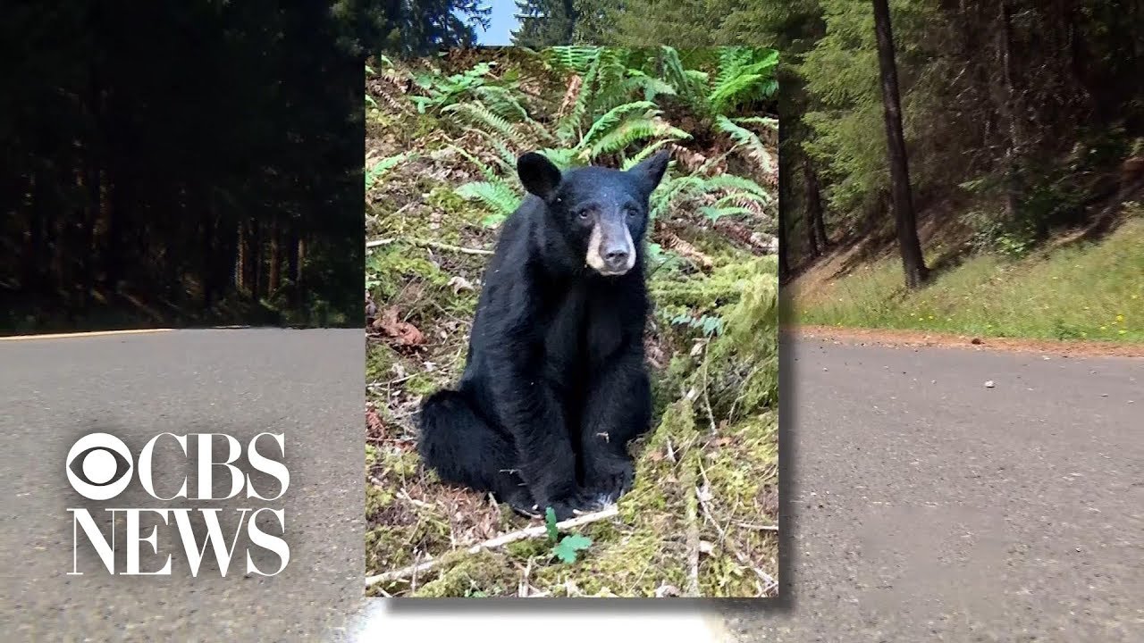 Oregon officials kill bear because it became 