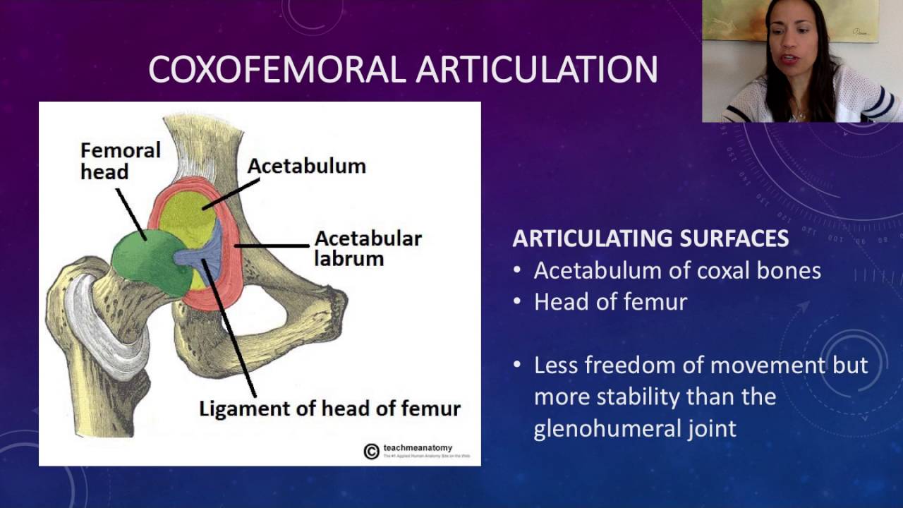 6. Coxofemoral Articulation