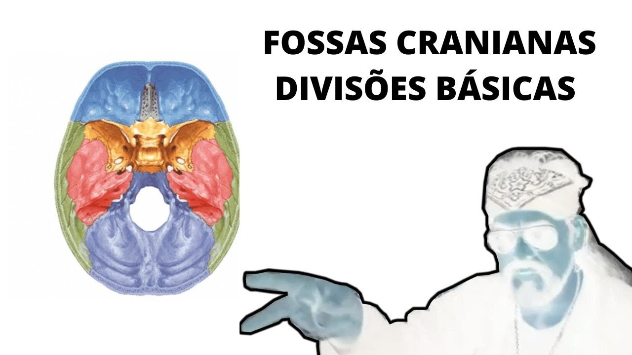Fossas cranianas   Divisões básicas