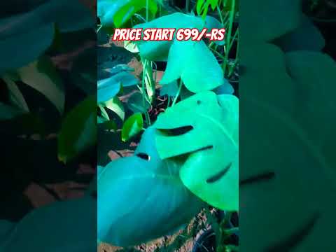 Price starting 699/-Rs only free delivery #greenplant #plant #gardening #plantlife
