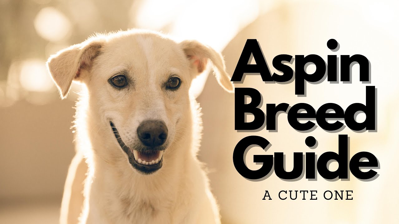 Aspin Breed Guide