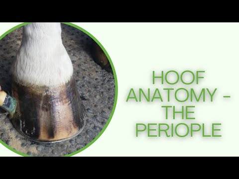 Horse hoof anatomy - the periople