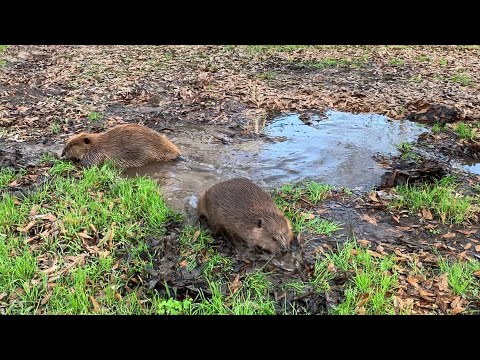 Beavers At Work – TimeMachiner