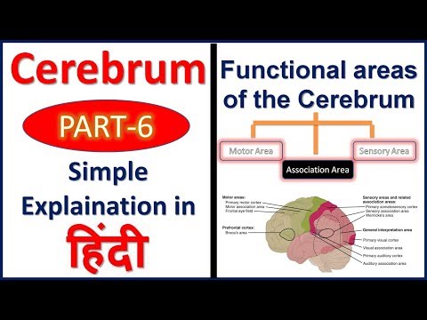 Functions of Cerebrum or Cerebral cortex (Association area) in Hindi | Bhushan Science