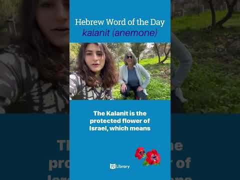Hebrew Word of the Day: Kalanit (Anemone)