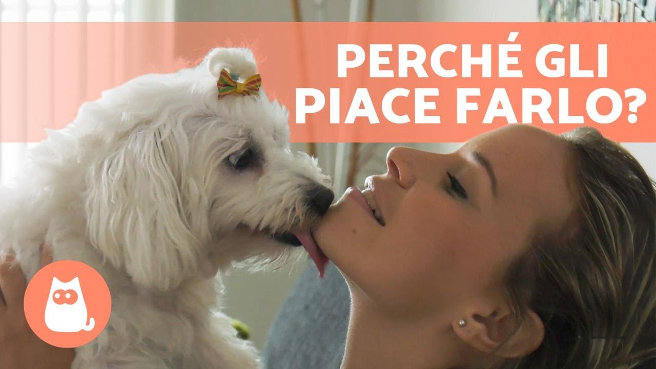 Perché il mio cane mi lecca? 🐶👅 (Viso, Piedi, Mani e Orecchie)
