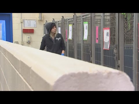 VIDEO: Dog dies at Mesa shelter due to bacterial infection