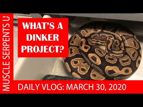 DINKER BALL PYTHON: WHAT IS IT? March 30, 2020