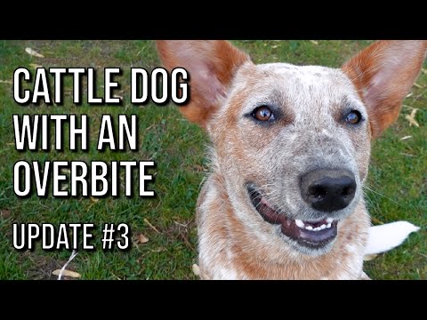 An update on Bindi's teeth! (good news!) | Cattle Dog with an Overbite
