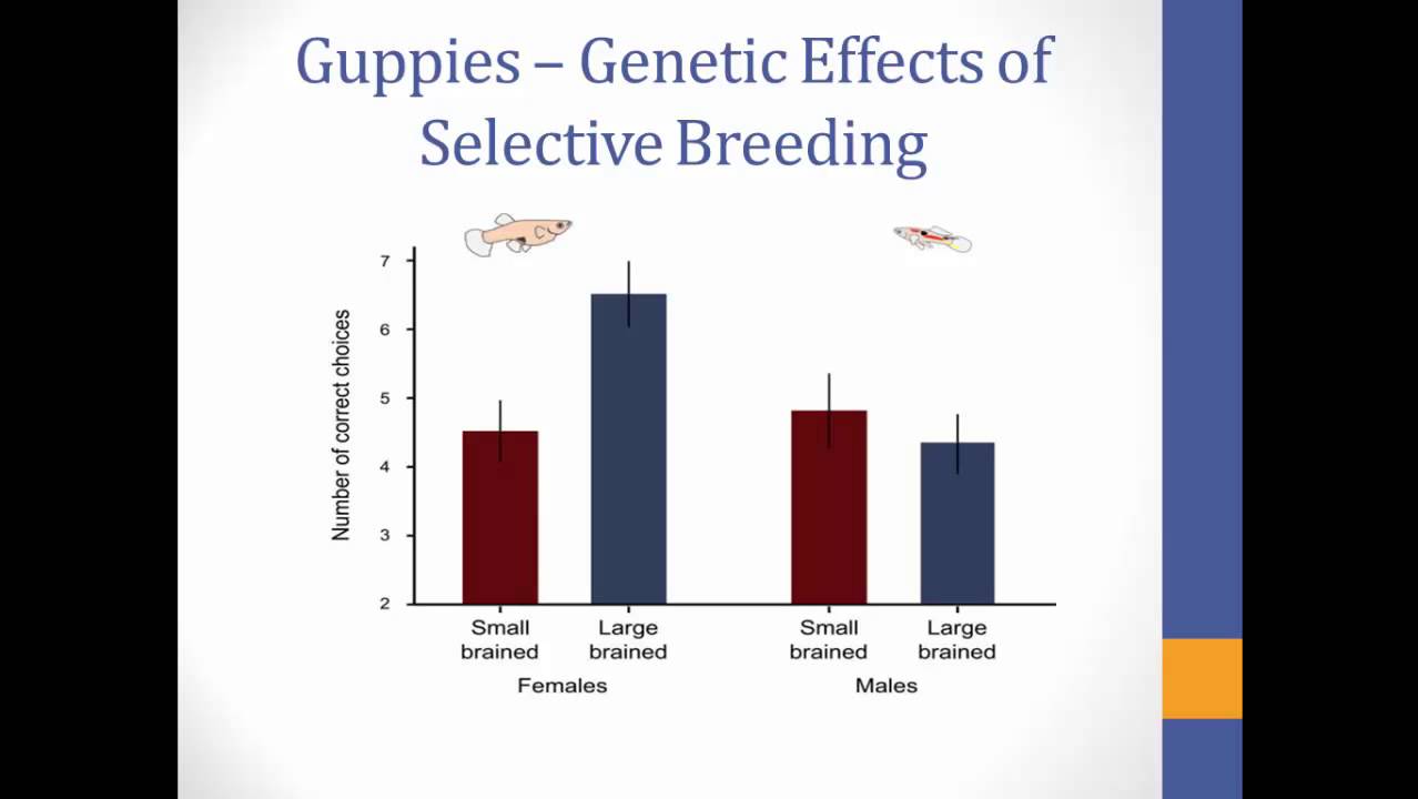 Selective Breeding - Benefits and Risks
