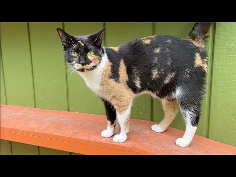 What is Feline Leukemia (FeLV)?