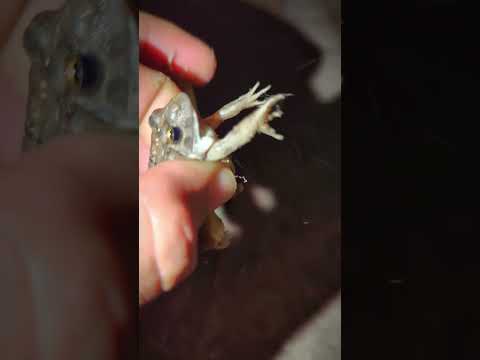 catching frogs froggy toad so funny | catching frogs not flying funny | tep longheng funny