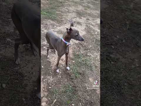 Galgo italiano!#italiangreyhound #galgoitaliano #galgos