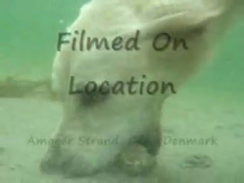 Diving golden retriever from Denmark | Natural History