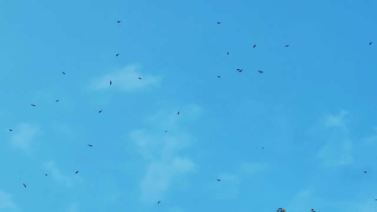 Common Nighthawk Migration 9-4-25