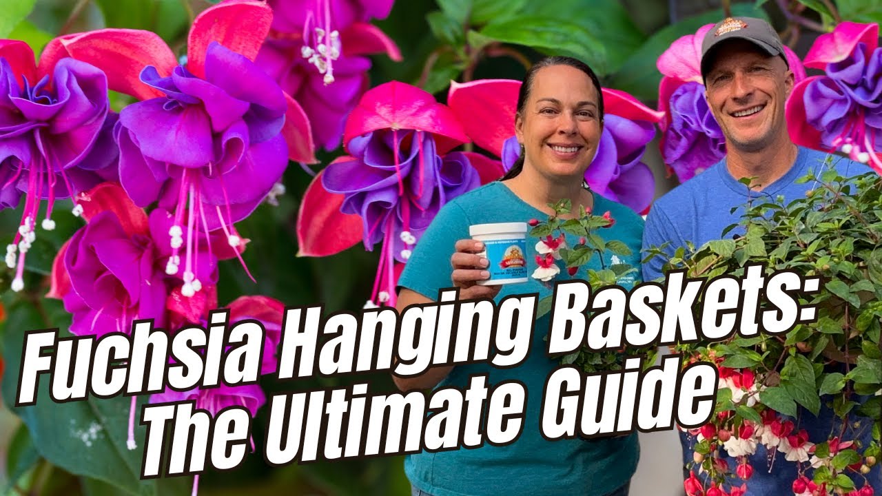 🌸 Best Shade Plant for Hummingbirds | Fuchsia Care Tips & Tricks