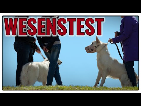 Wesenstest - Was euch erwartet - TGH 360