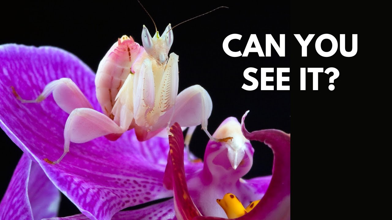 Praying Mantis Looks Like a Flower | Deadly Magician