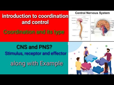 introduction to coordination and control/ CNS/PNS/stimulus/Receptor/Effector with example