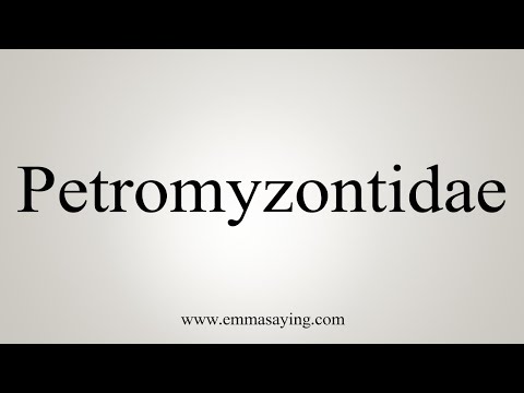 How To Say Petromyzontidae