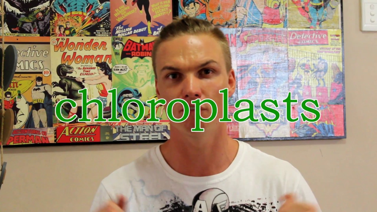 IGCSE Biology Chapter 6 Plant Nutrition